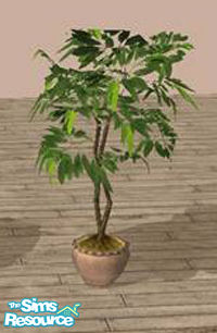 The Sims Resource | Muga fig tree terracotta 1